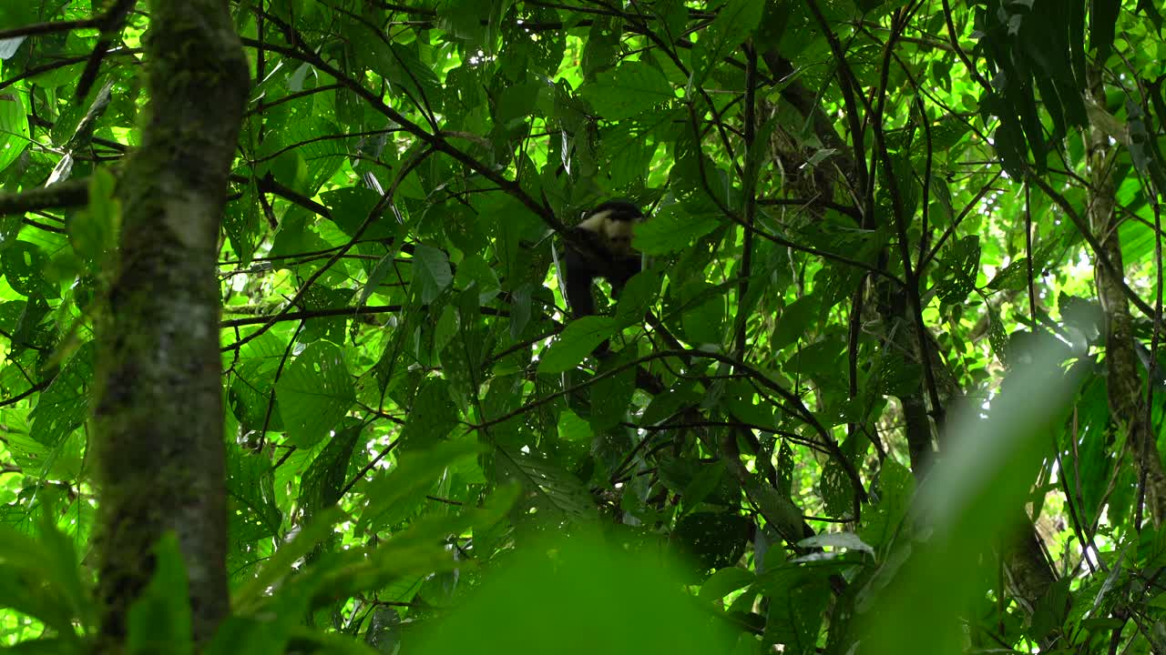 A rare capuchin monkey walking on top of the trees in costa rica ...
