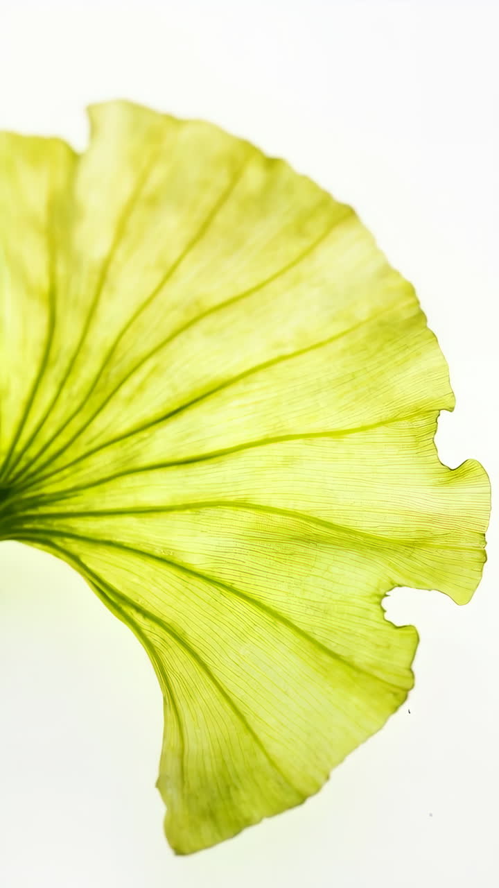 Close-up of a Translucent Green Leaf with Visible Veins | Premium Stock ...