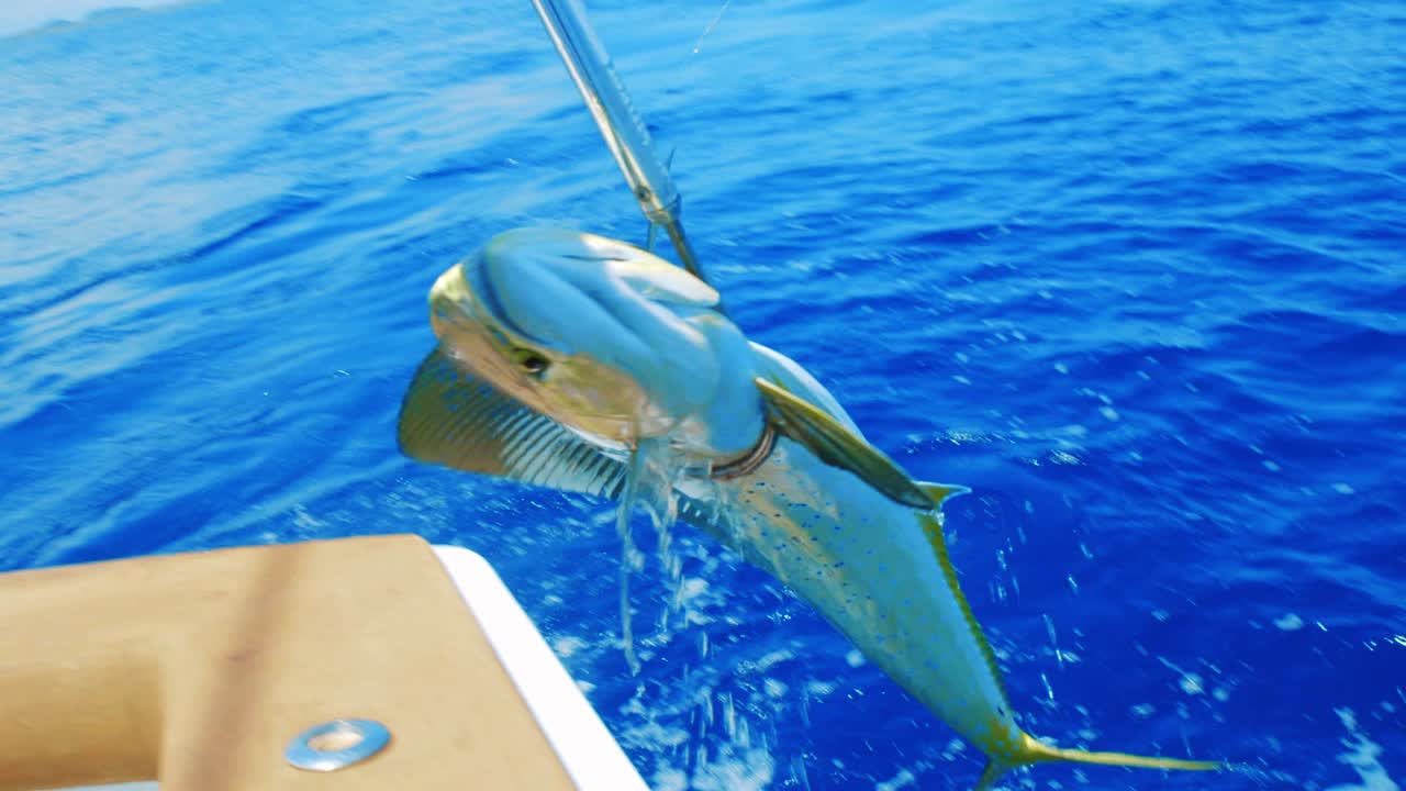 Man gaffing tired mahi mahi fish next to boat with gaff hook, slow ...