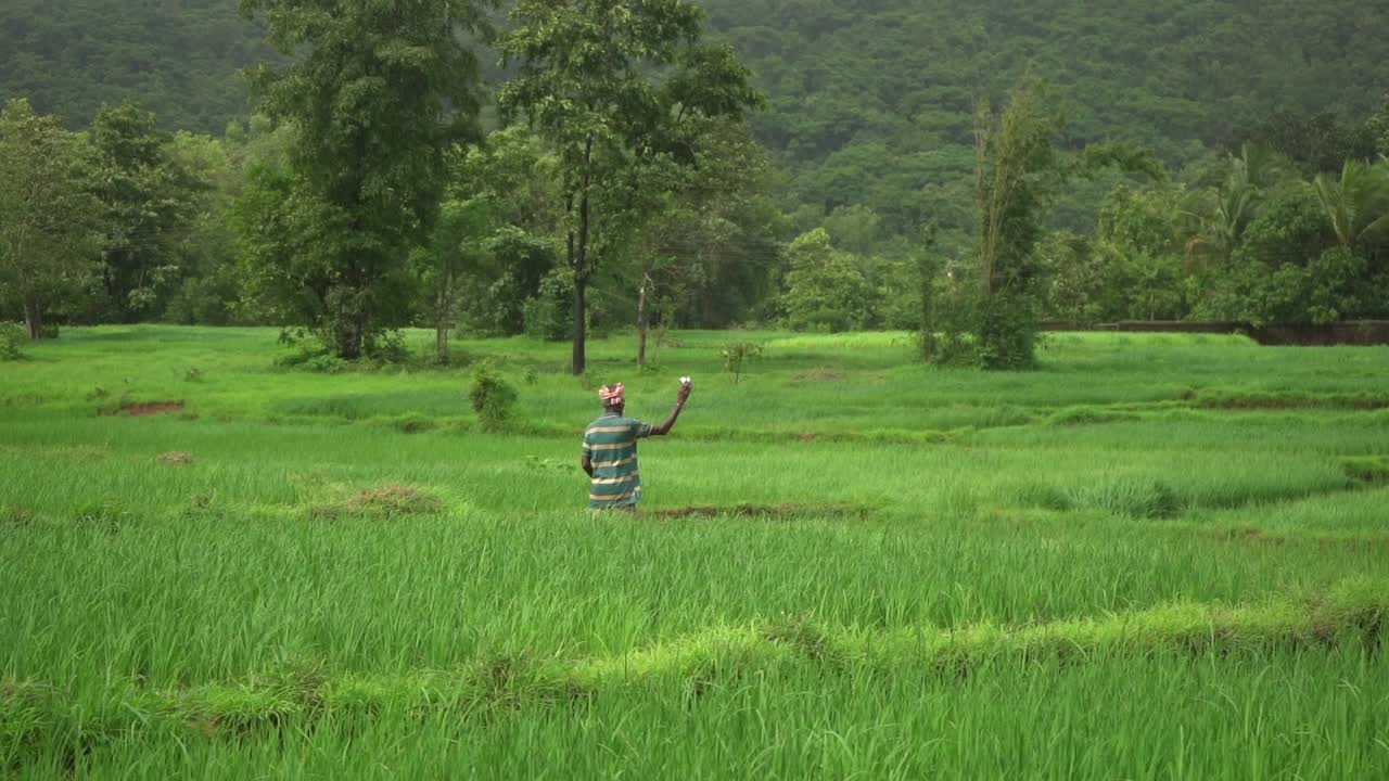Indian Rice Field Wide Shot Farmer Throwing Urea In Slow Motion Free ...