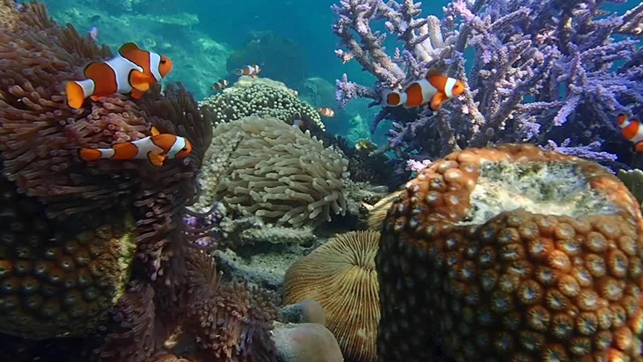 Premium stock video - Nemo clown fish at colorful and beautiful healthy ...