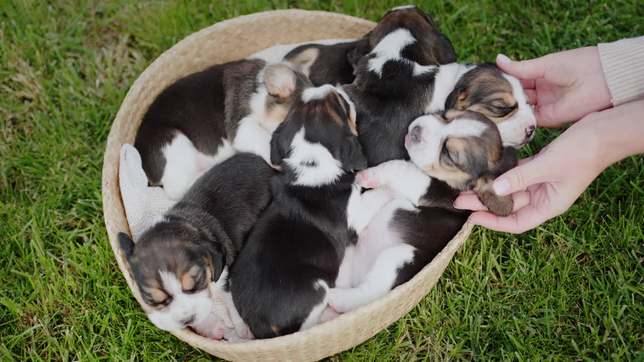 Premium stock video - The owner of the puppies gently touches his pets ...