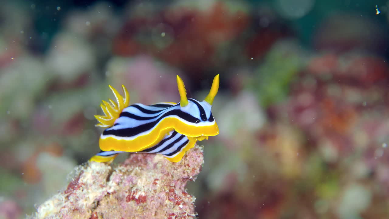 Premium stock video - A sea slug walking, elisabeth's chromodoris