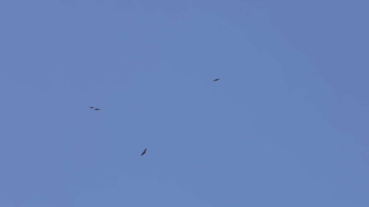 Premium stock video - Ground perspective of hawks circling a forest in ...