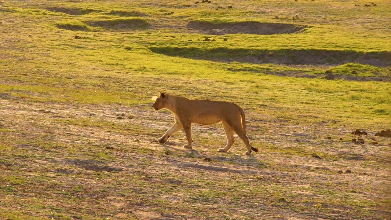 Premium stock video - Female lion lioness walks in slow motion across ...