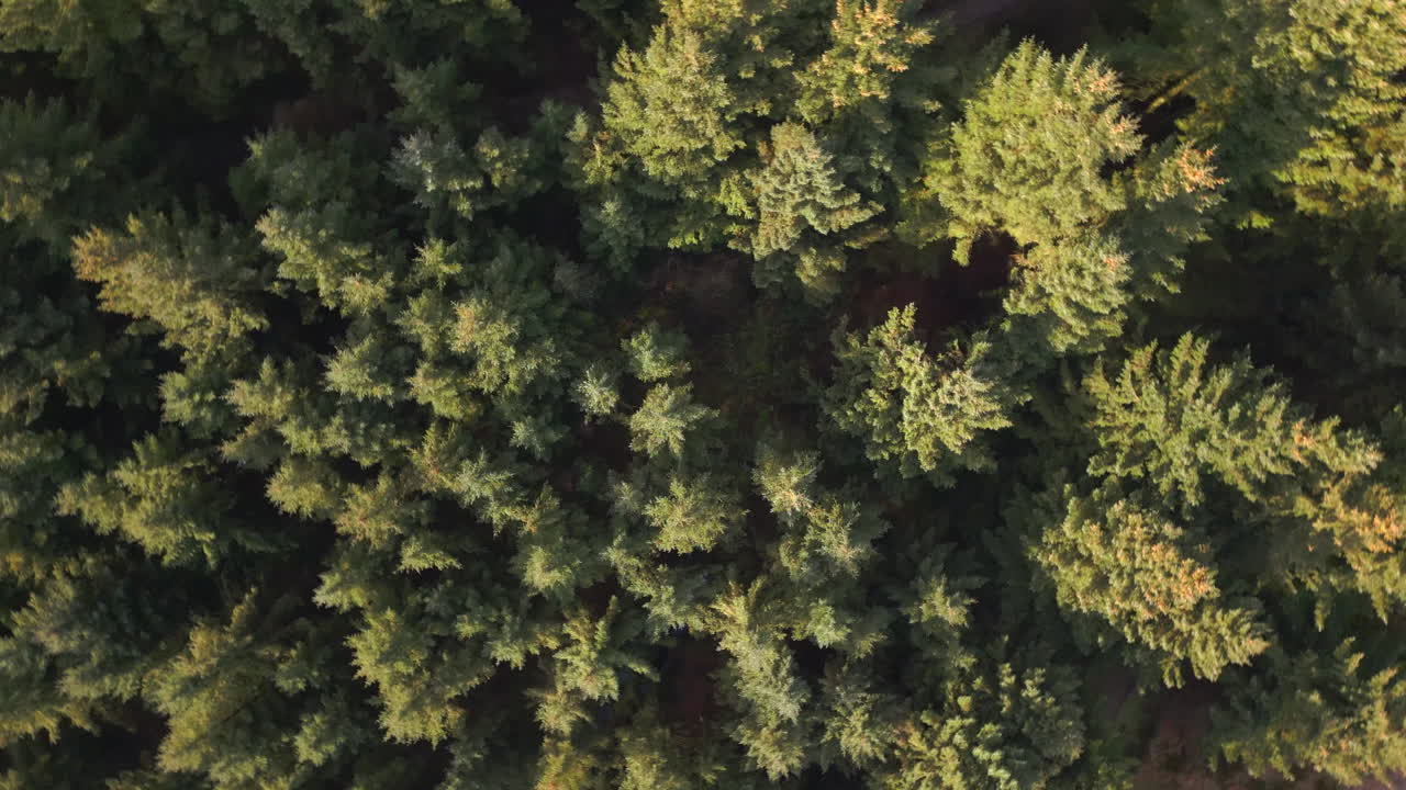 Pine Trees From Above With Rotation And Rise Free Stock Video Footage ...