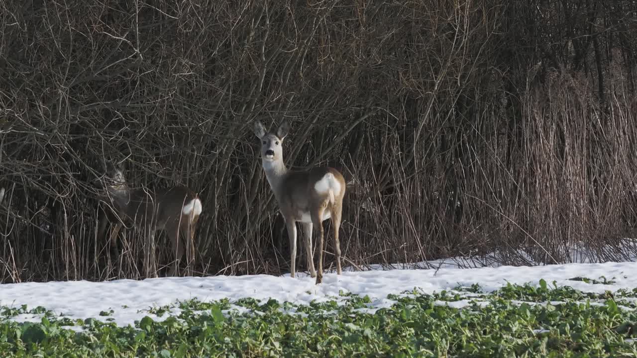 Doe standing alert in the snowy brush as the camera moves closer ...