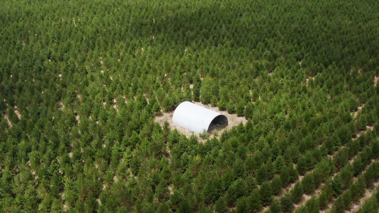 Barn In Middle Of Man Made Forest, Lines Of Pine Trees, Reforestation ...