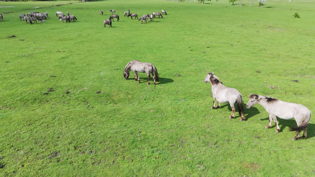 Vídeo Premium - Caballos salvajes y vacas auroxen corriendo en el campo ...