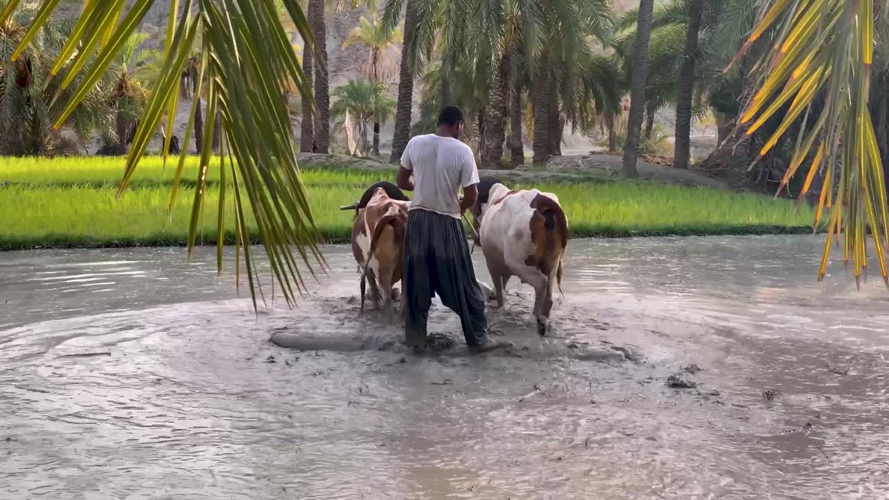 Farmer plows the green muddy rice paddy puddle field by the bulls on ...