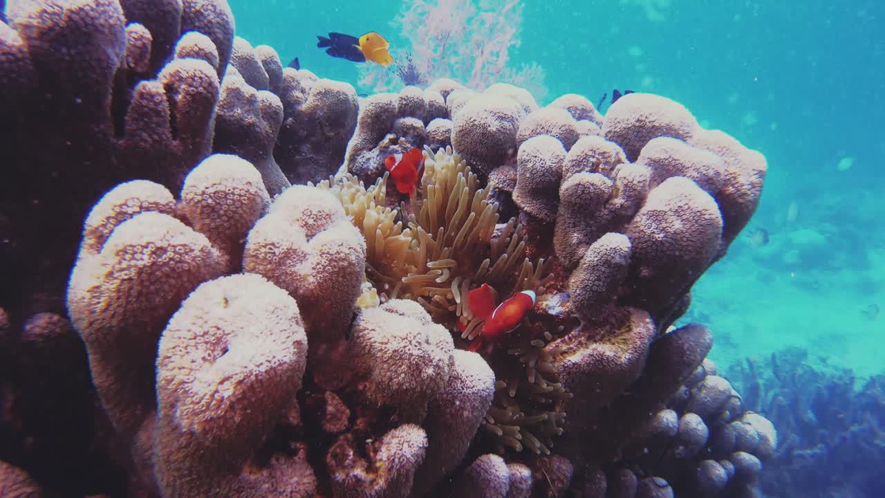 One Of The Most Iconic Fish Of The Coral Reef Free Stock Video Footage ...
