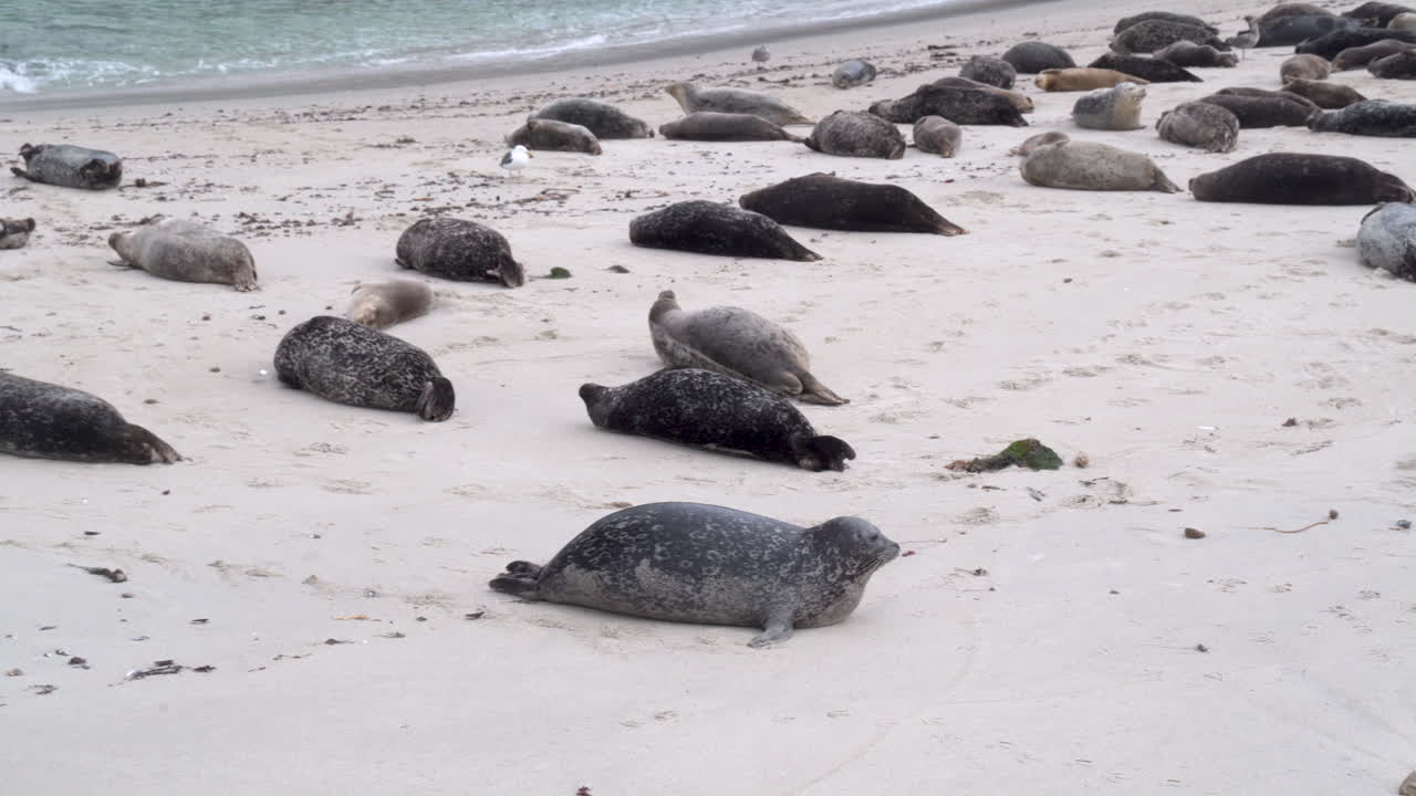 Cute Harbor Seal Galumphing And Wiggling On A Crowed Beach Of Other ...