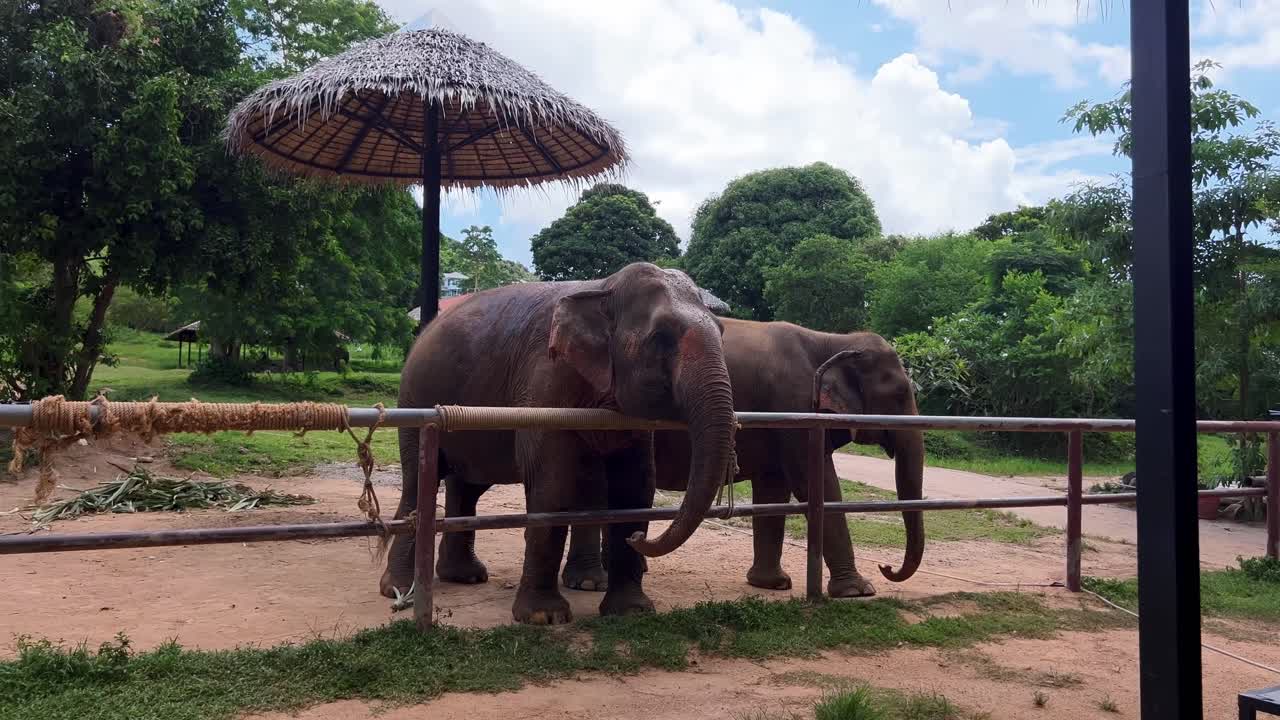 Premium stock video - Two big elephants close up in an elephant ...