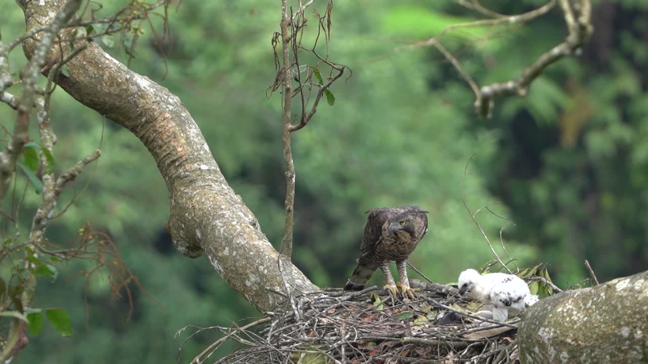 A javan hawk eagle is observing how its chicks eat fresh bat meat ...