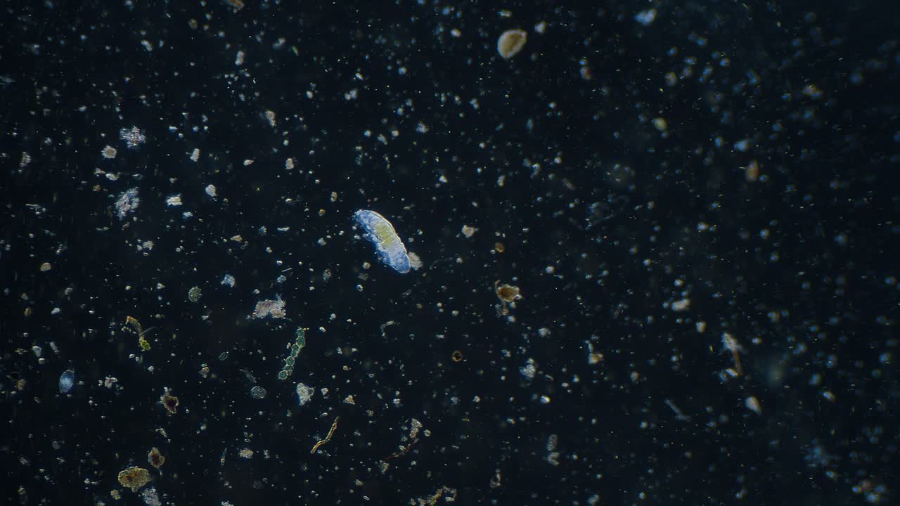 Microscopic view of a Plankton sample | Premium Stock Video Footage