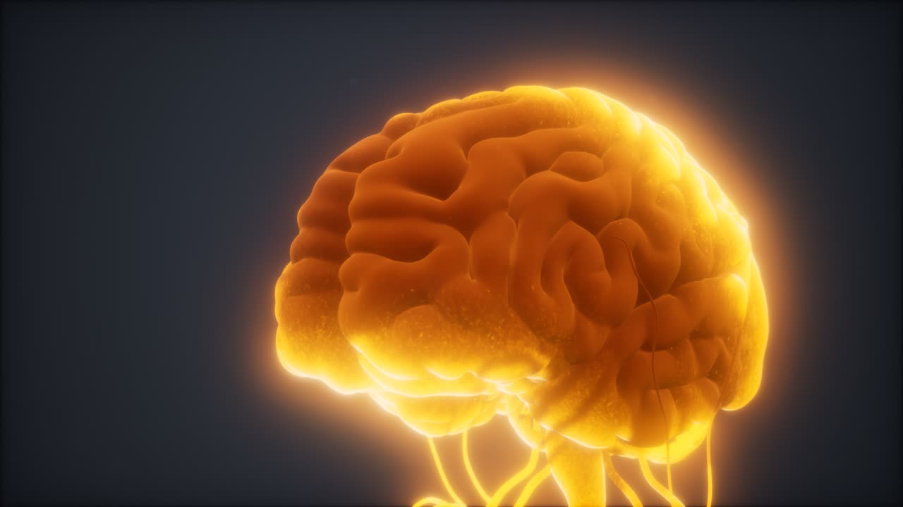 Animated Model Of Human Brain Free Stock Video Footage Download Clips