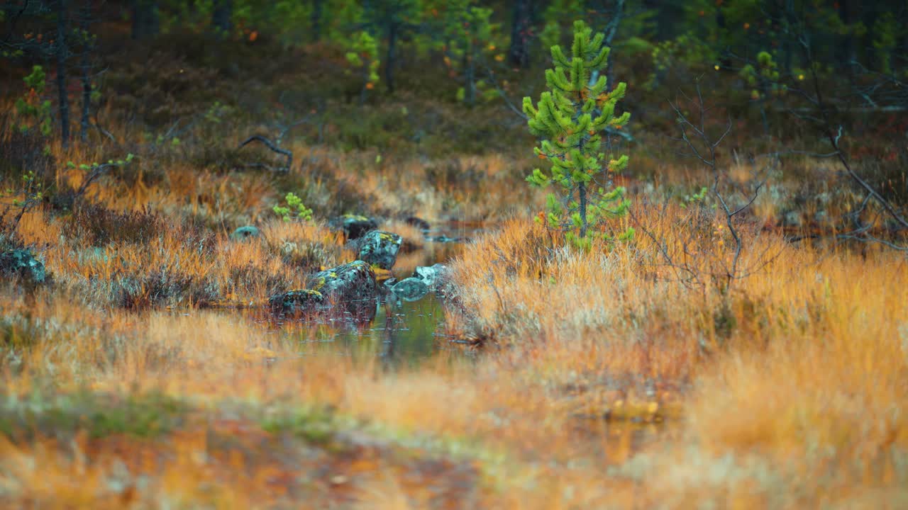 Young pine trees and withered grass in the autumn tundra wetlands | Premium Stock Video Footage