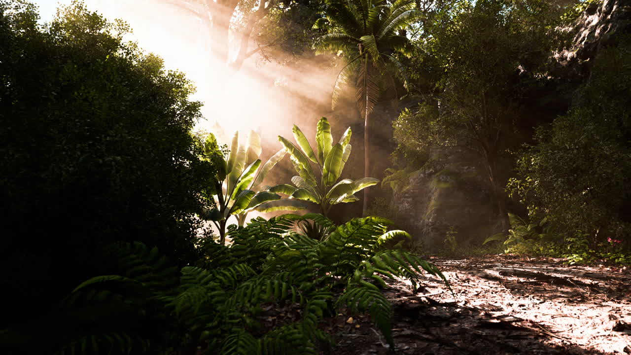 Premium stock video - Sunbeams streaming through a lush tropical jungle