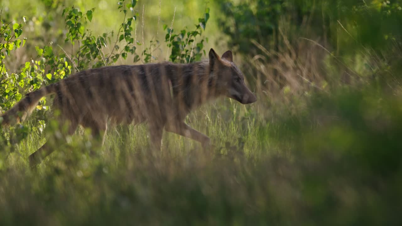 Wolf walks through lush woodland in De Hoge Veluwe National Park ...