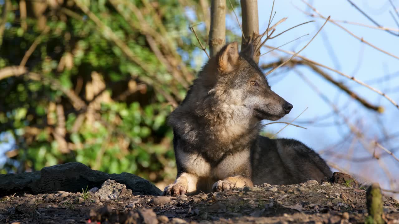 Premium stock video - Wolf is resting, laying on the ground in the ...