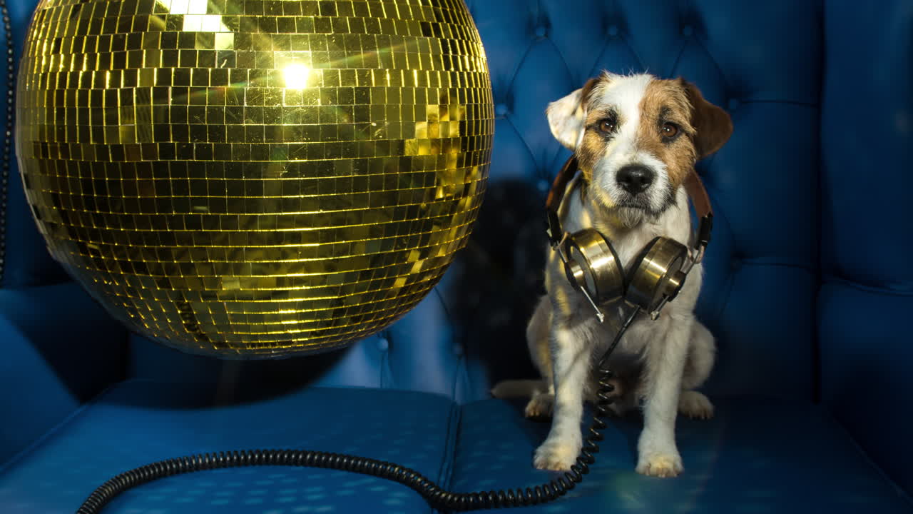 Premium stock video - Dog disco 4k 14