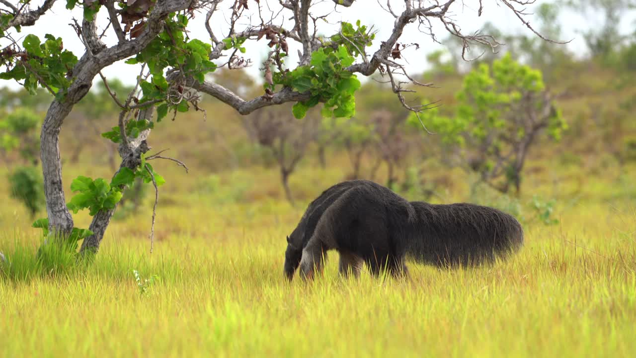 Giant Anteater in the Wild | Endangered species | Premium Stock Video ...