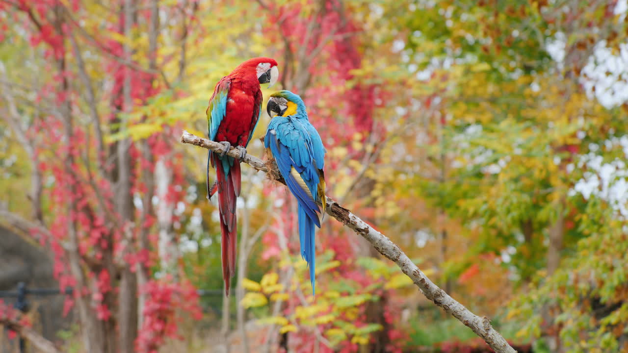 Premium stock video - Red and blue parrots on a branch