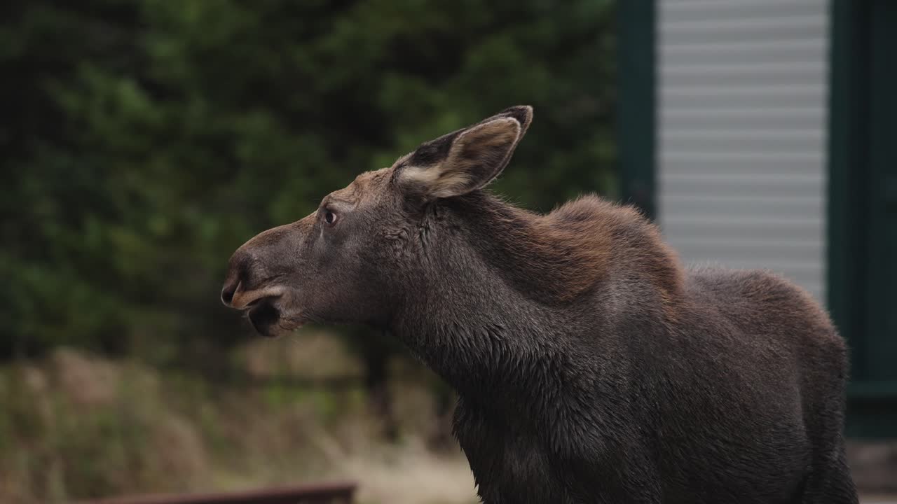 Moose Standing Looking Around Forest With Beautiful Detail Slow Motion ...