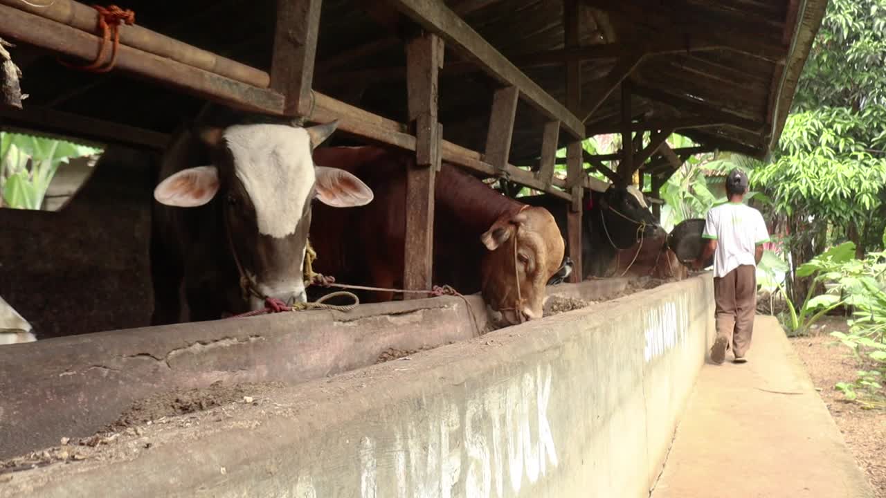 Cows With Numbers On Ears Chewing Hay At The Cow House Waiting For Food ...