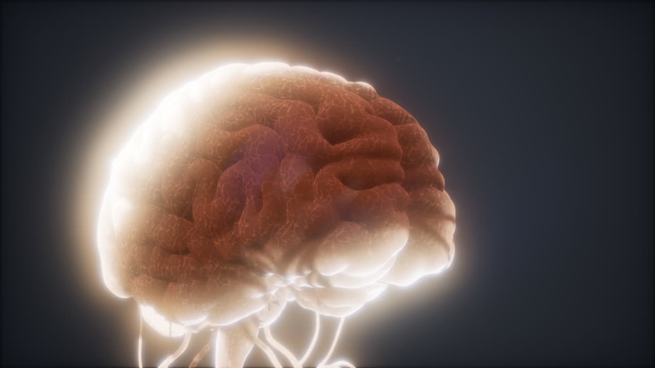 Free stock video - Animated model of human brain