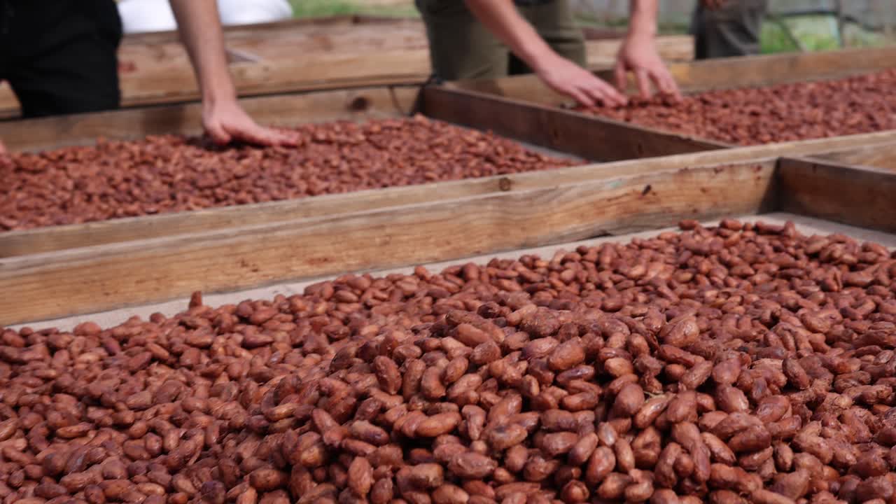 Premium stock video - Brown fermented cacao seeds