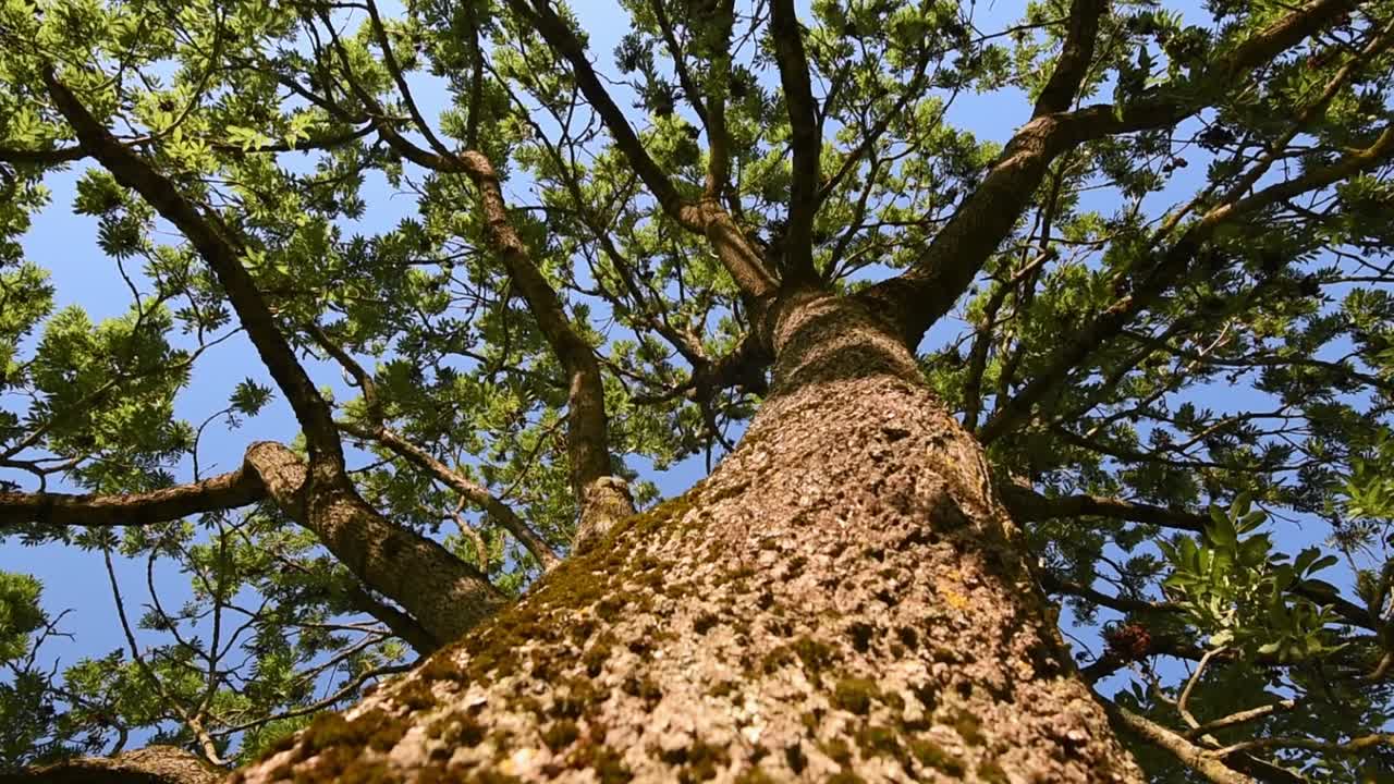 Trunk and crown of a elder tree wide angle | Premium Stock Video Footage