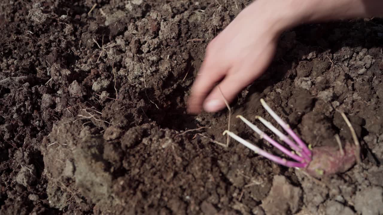 Premium stock video - Putting root crop on garden soil - close up