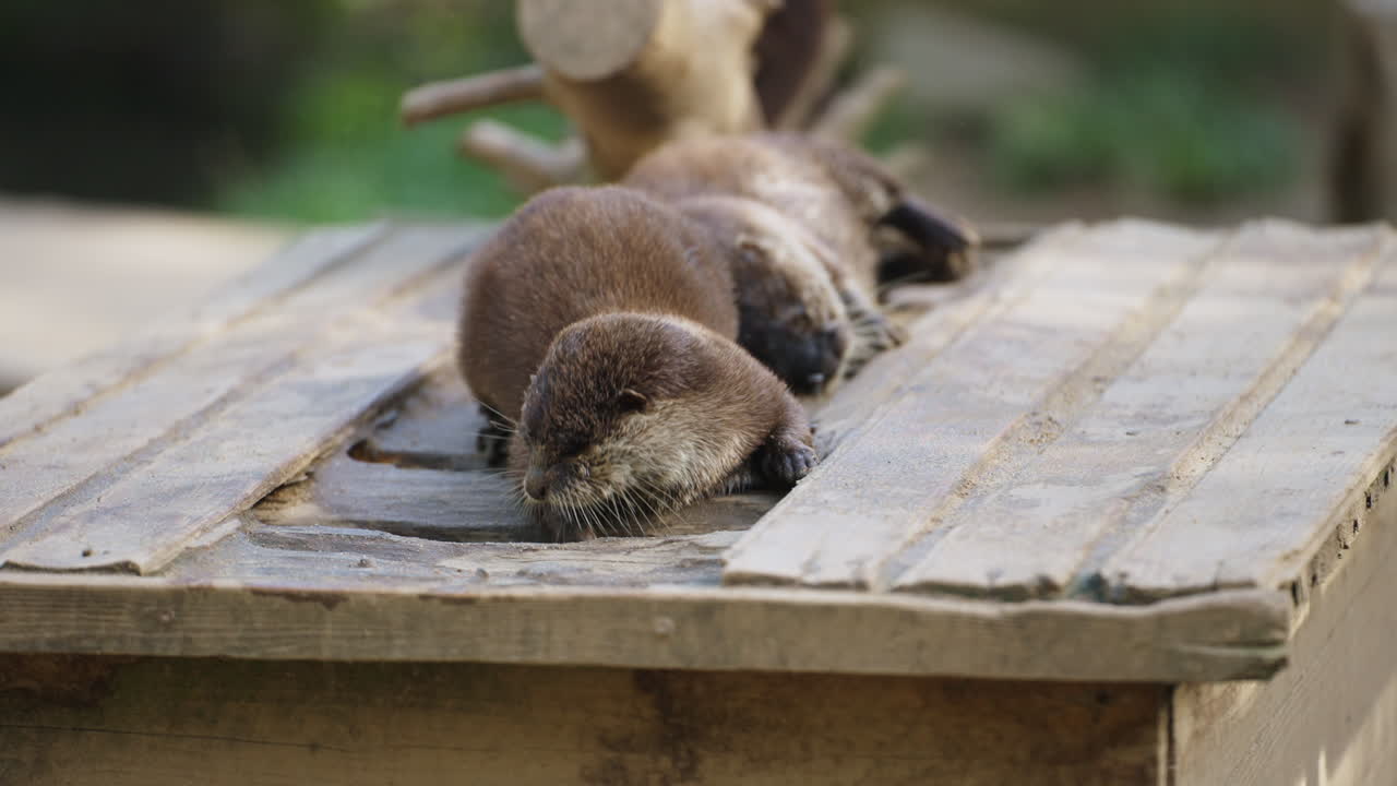 Premium stock video - Family of oriental small-clawed otters are ...