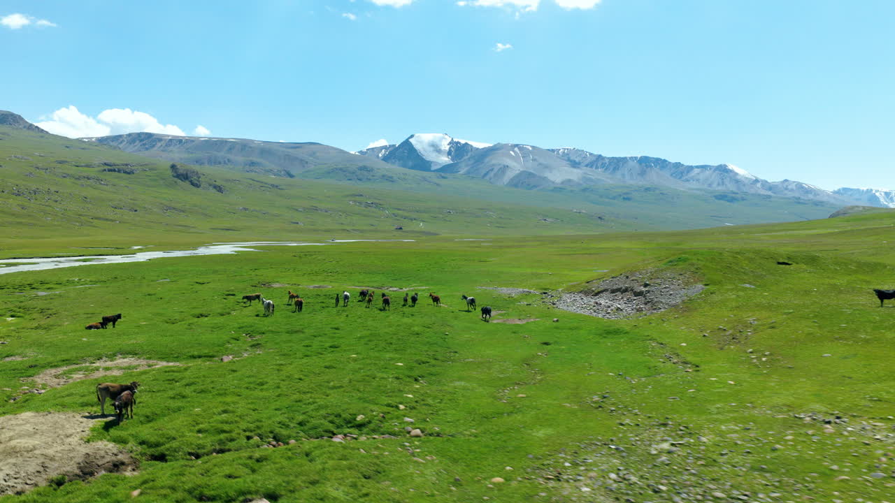 Wildlife Scene Of Animals Grazing On High-Altitude Summer Pastures In ...