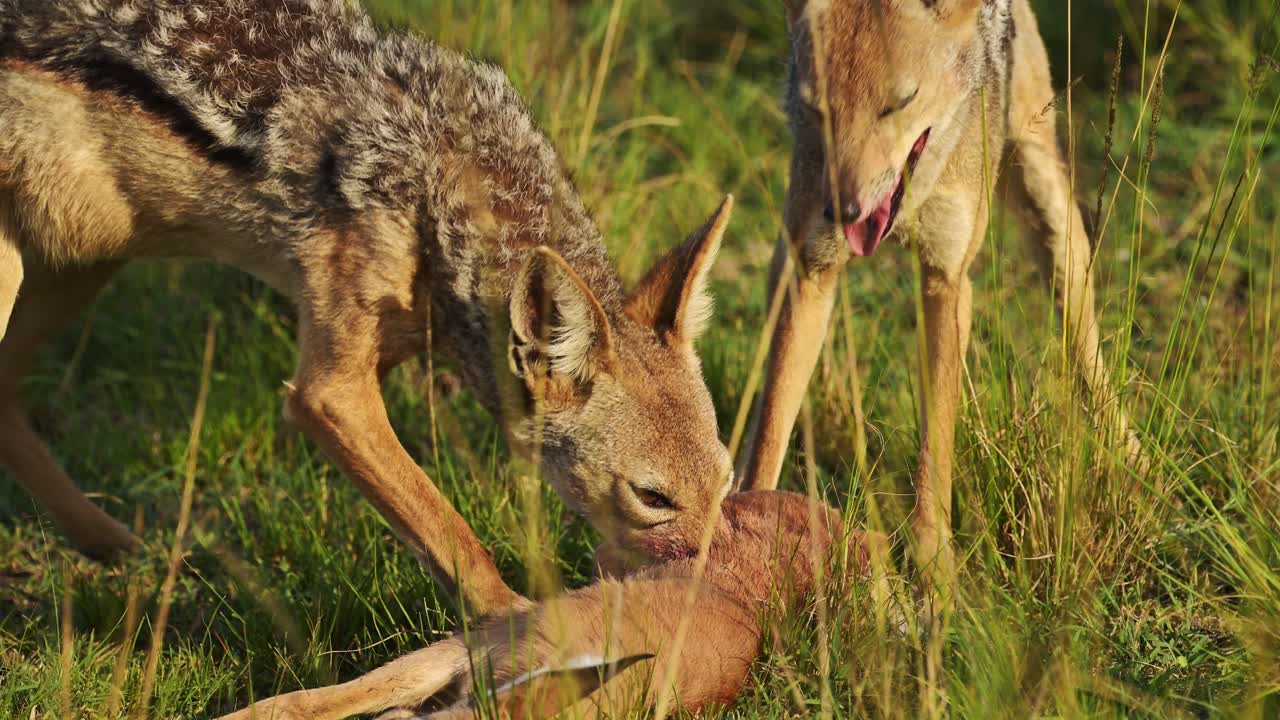 Premium stock video - Slow motion shot of two jackals eating prey in ...