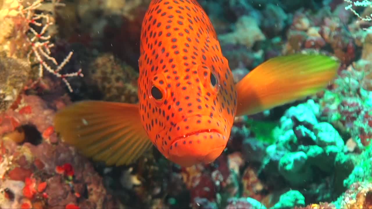Premium stock video - Red coral grouper super close up front view on ...