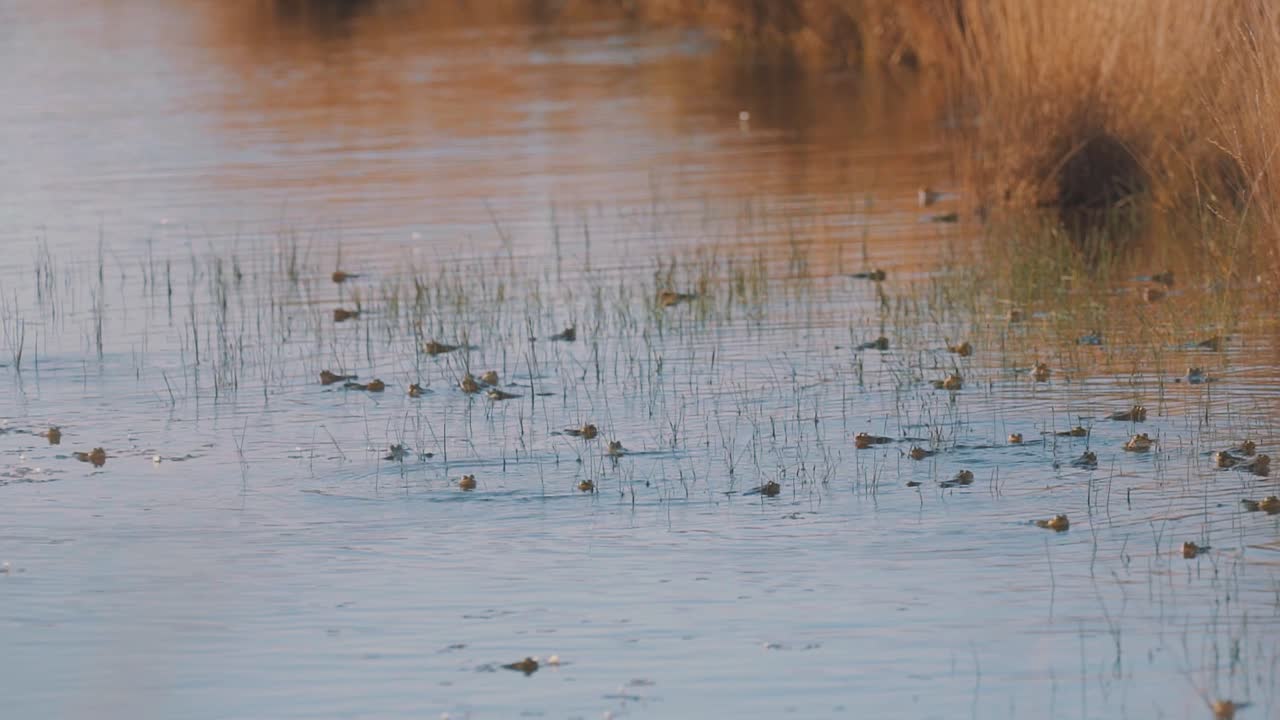 Swamp Wildlife Scene, Common Frogs Jumping With Head Out Of Water, Day ...