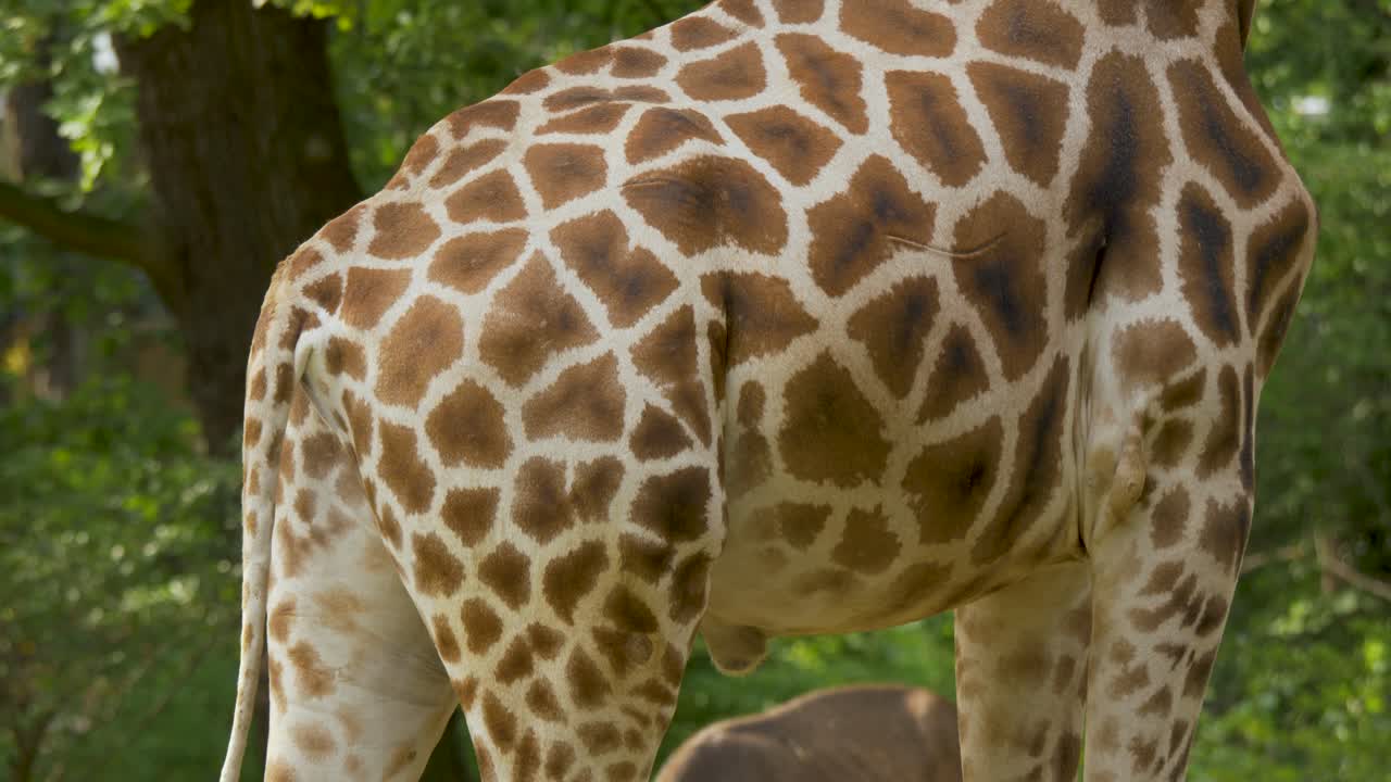 Premium stock video - The body of an adult giraffe with beautiful and ...