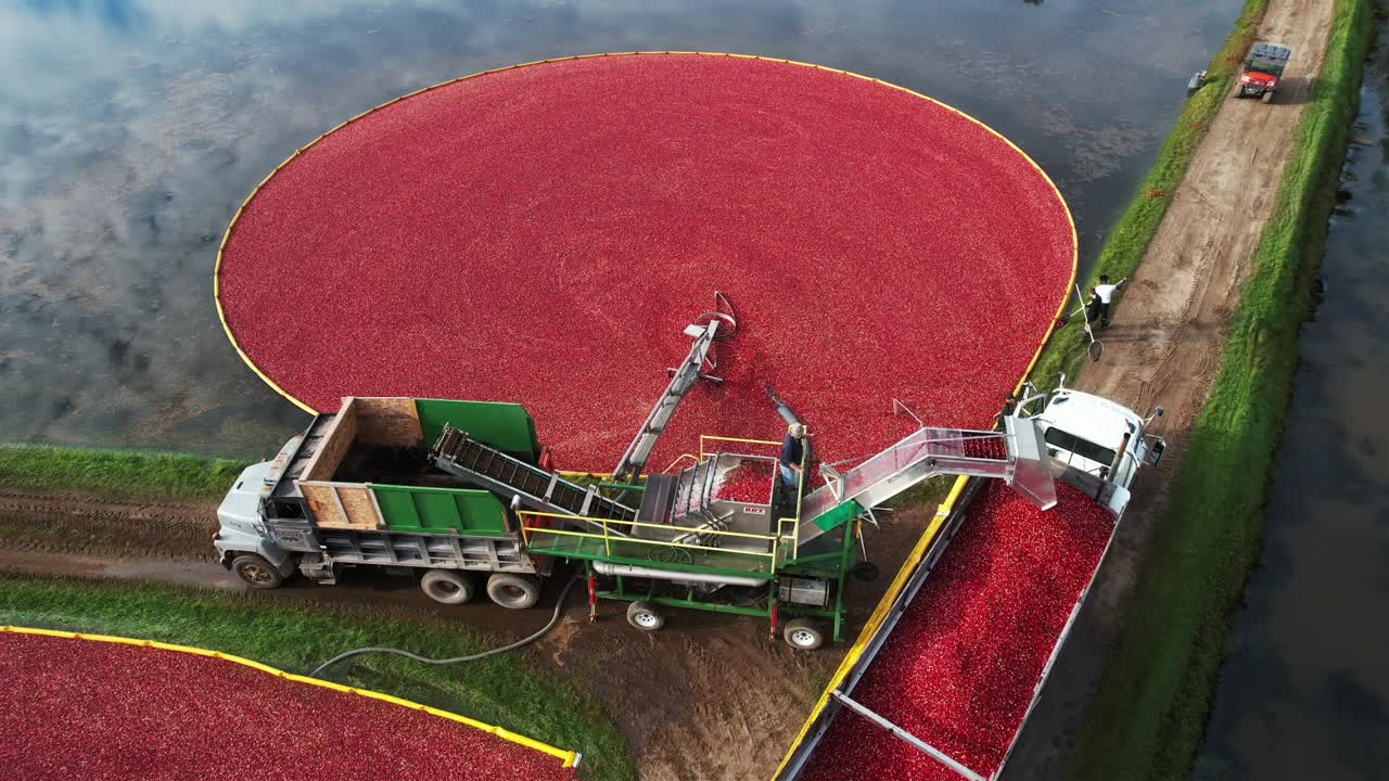 A berry pump moves cranberries from the marsh into a separator to be ...