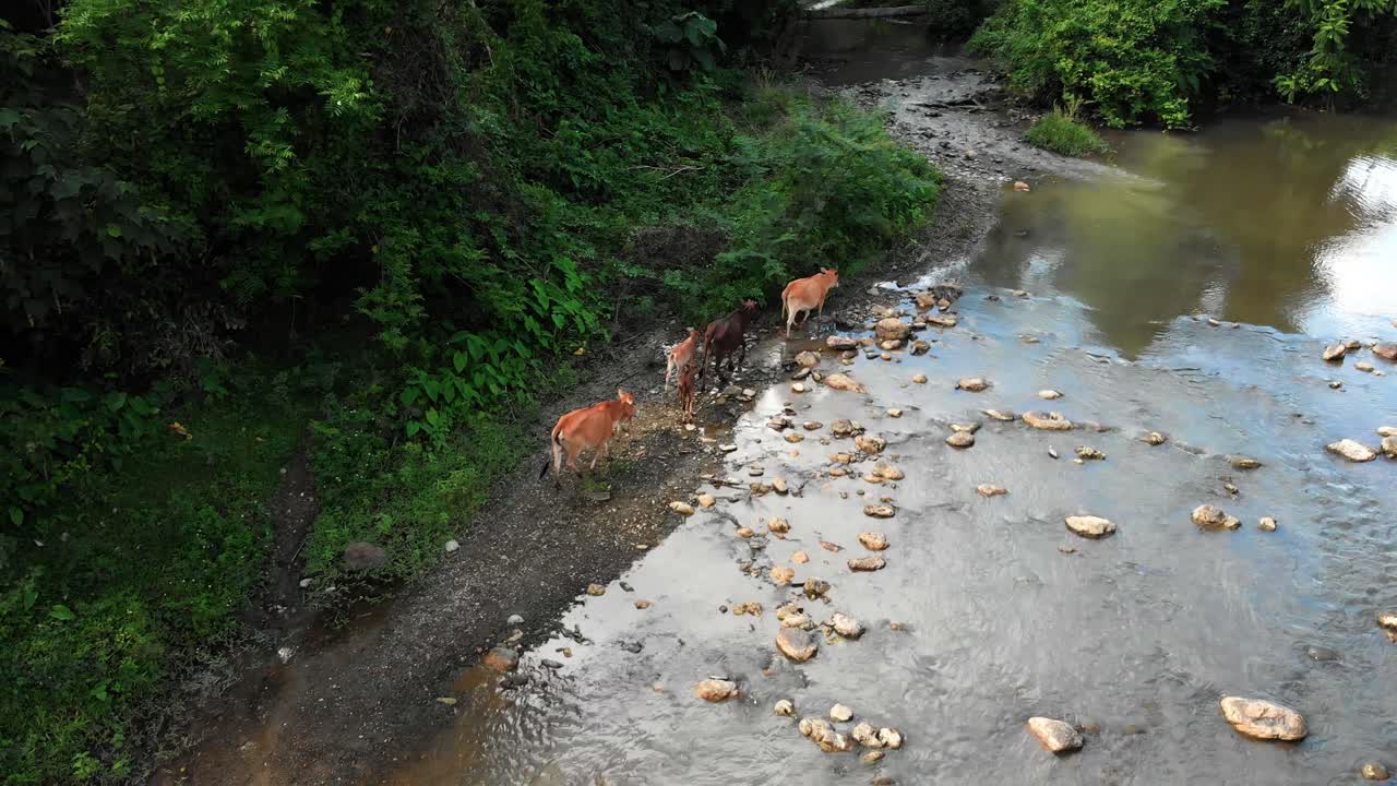 4k footage of a family of cows walking along a stream in rural laos ...