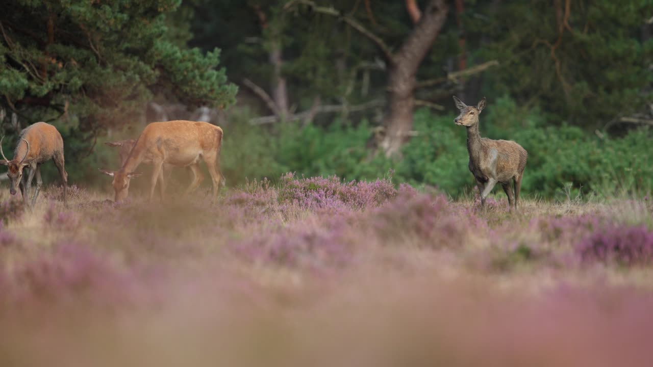 Red deer with muddy coats after wallowing in glade, the veluwe, rutting ...