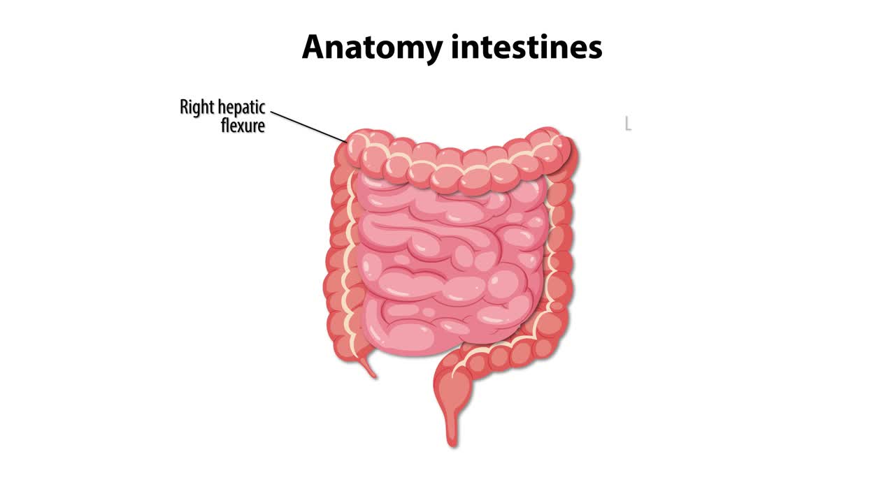 Detailed illustration of human intestines with labels Premium Stock ...