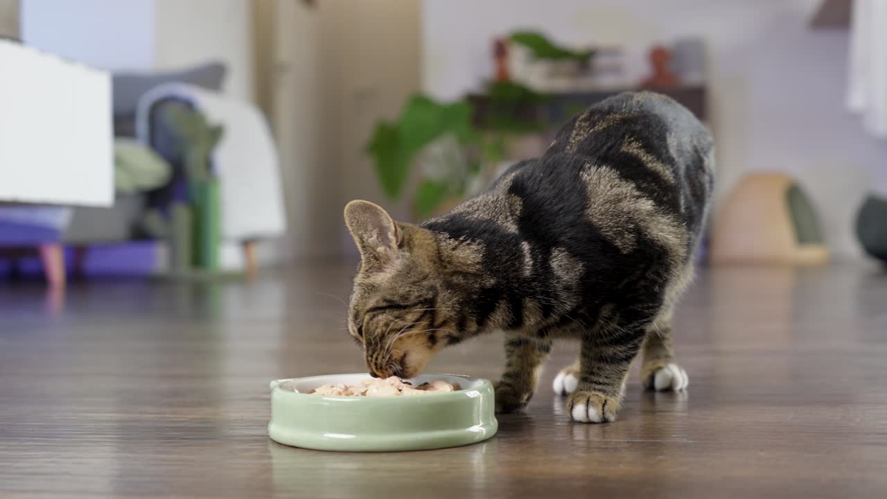 Slowmotion shot of a domestic cat eating its food from a bowl in an ...