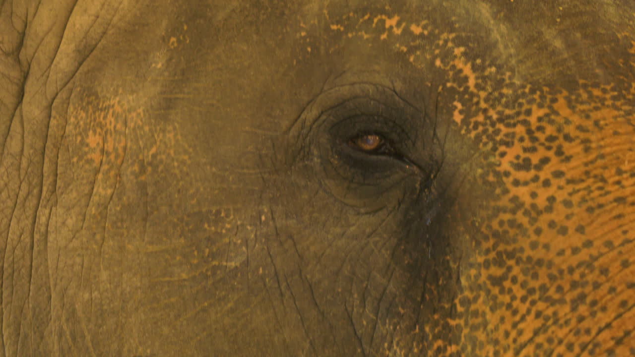 Premium stock video - Gorgeous close-up of the blinking eye of an asian elephant