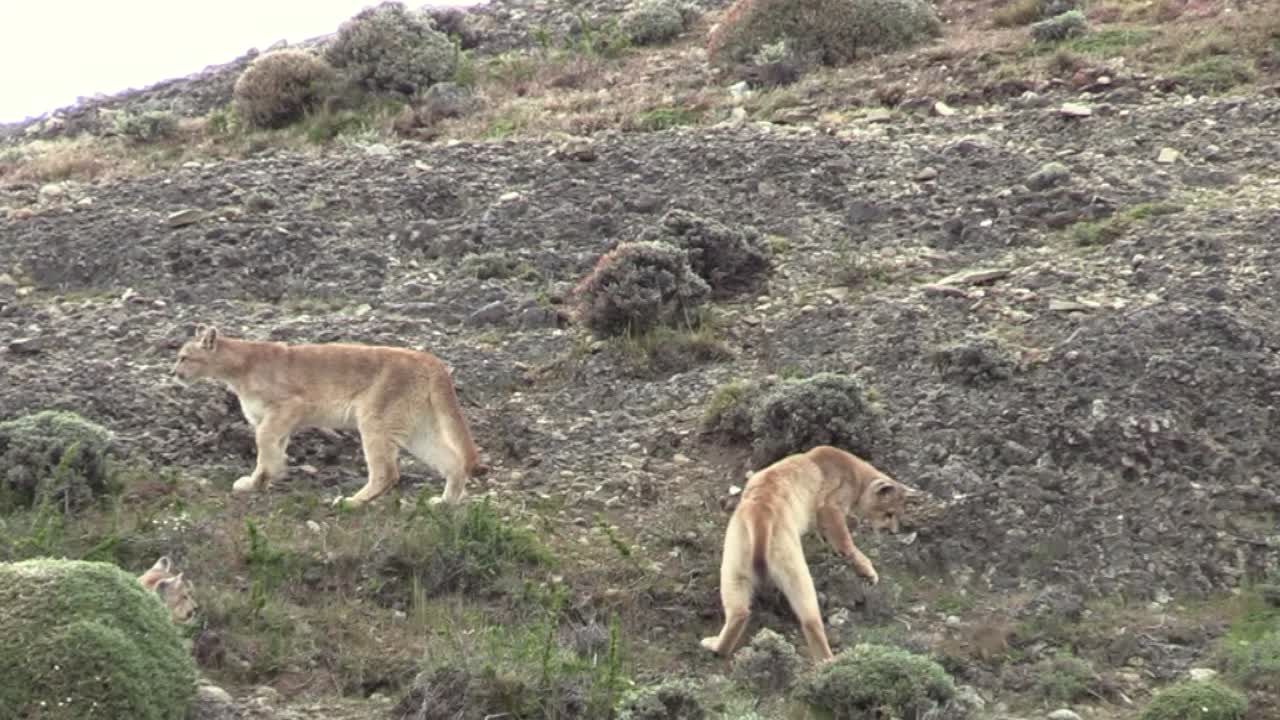 Adorable Puma Cubs Playing And Running On The Hillside Of Torres Del ...