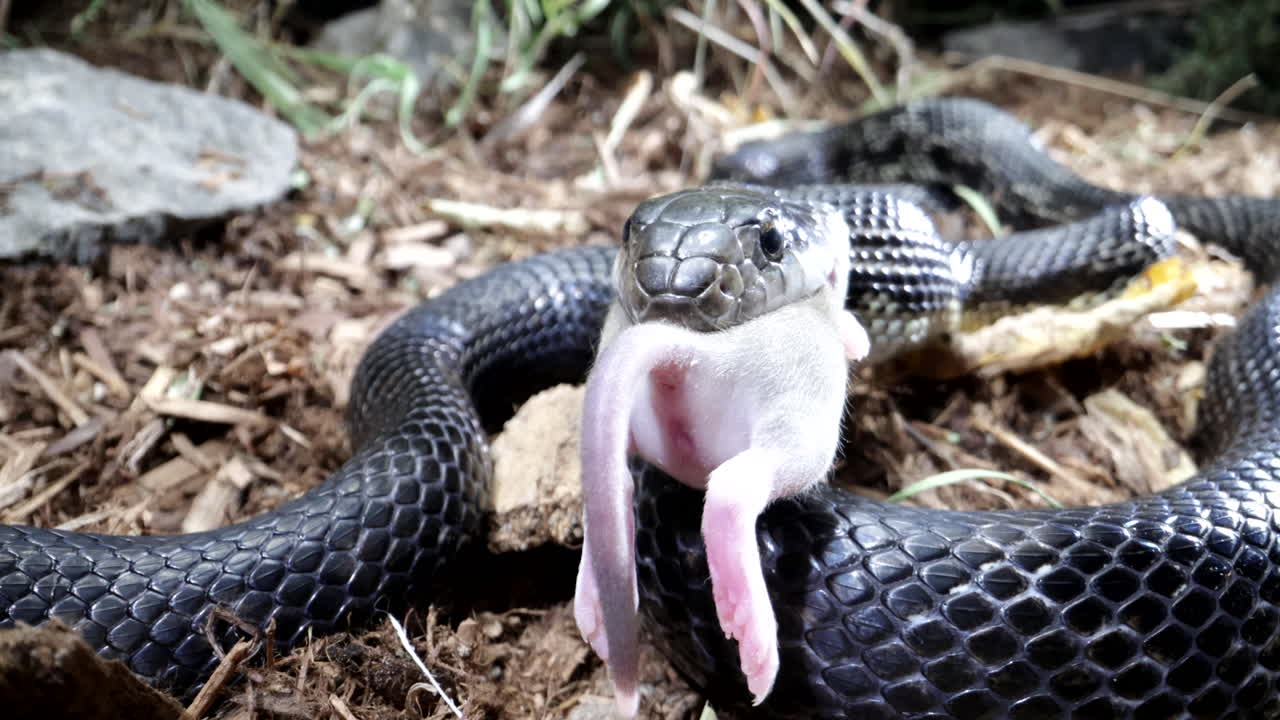 Premium stock video - Black rat snake feeding in forest
