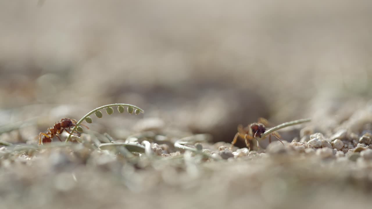Close Up Sonoran Leafcutter Ants Holding Grass Around Nest In Dry ...