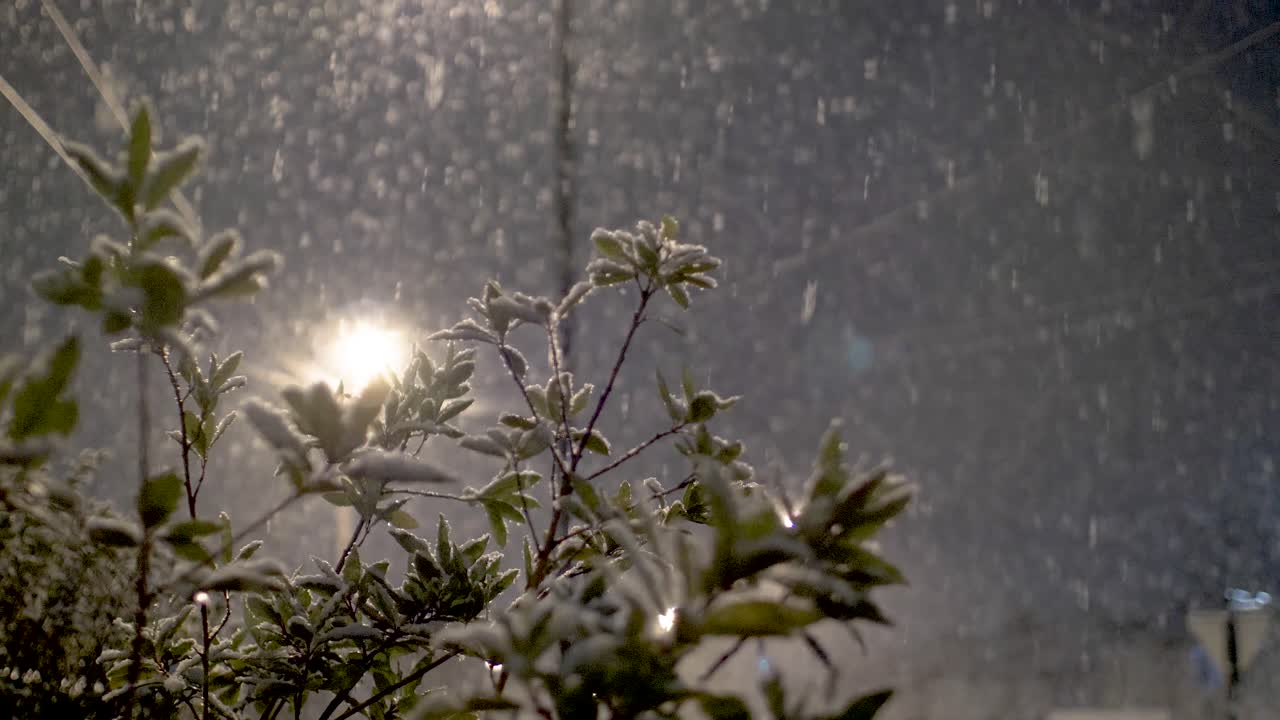 Snow falling with green bush in foreground and lampost in the ...
