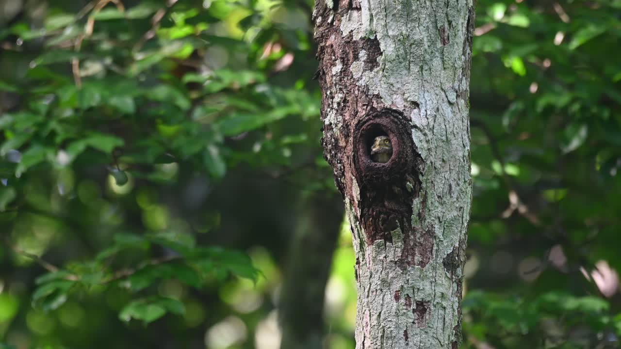 Premium stock video - Collared pygmy owl, taenioptynx brodiei, kaeng ...